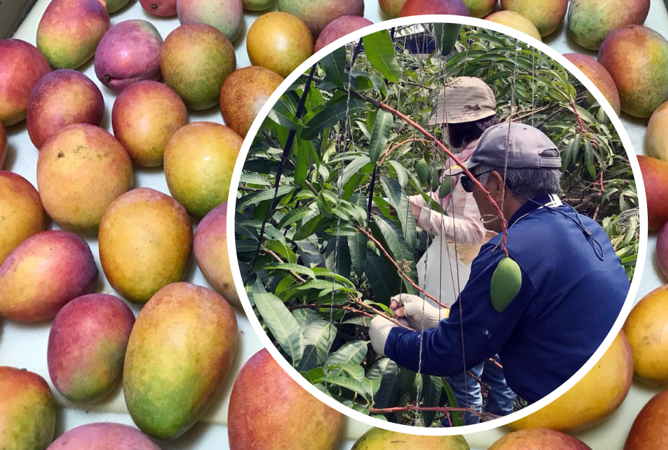 「沖縄のマンゴー農家」と契約した話 | 副業で大金を手に入れて社長になった元貧乏サラリーマンの成功法